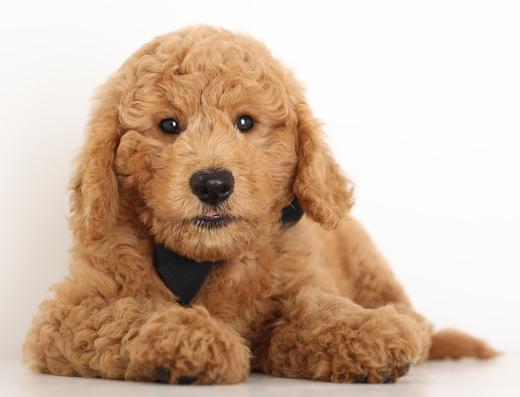 Sweetheart X Sebastian - FOREVER FRIENDS GOLDENDOODLES